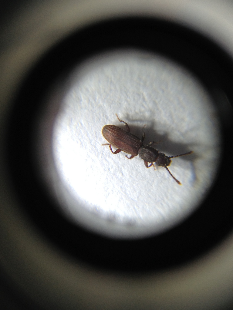 Sawtoothed Grain Beetle (NPS National Capital Region Beetle Species ...