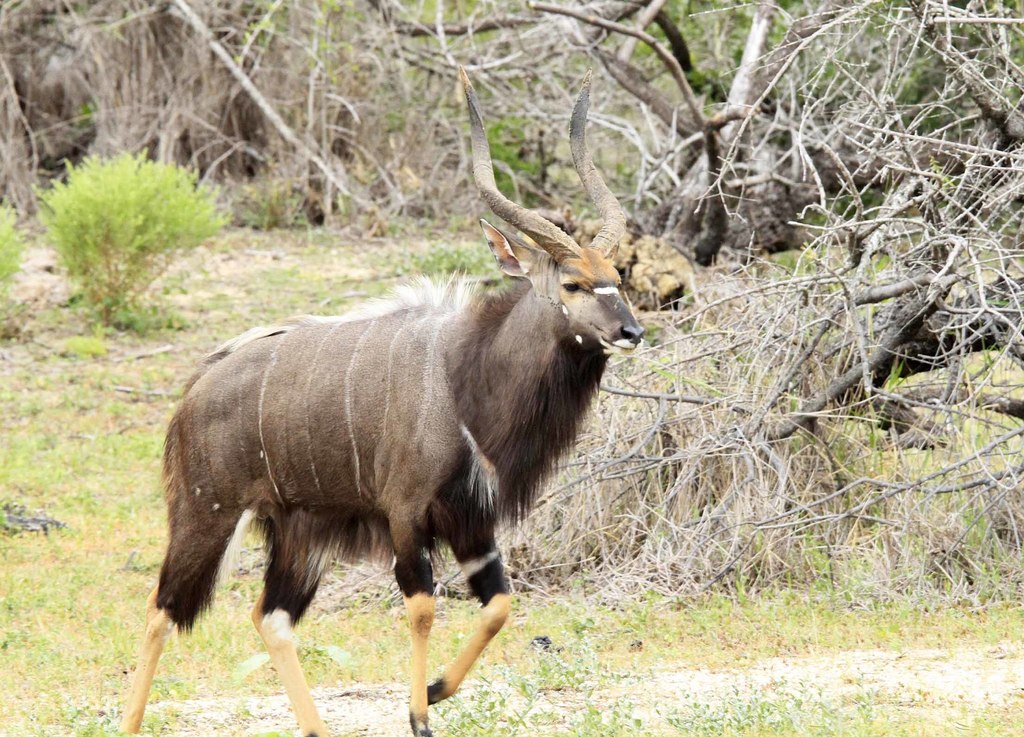 Spiral-horned Antelopes (Tragelaphus) - Know Your Mammals