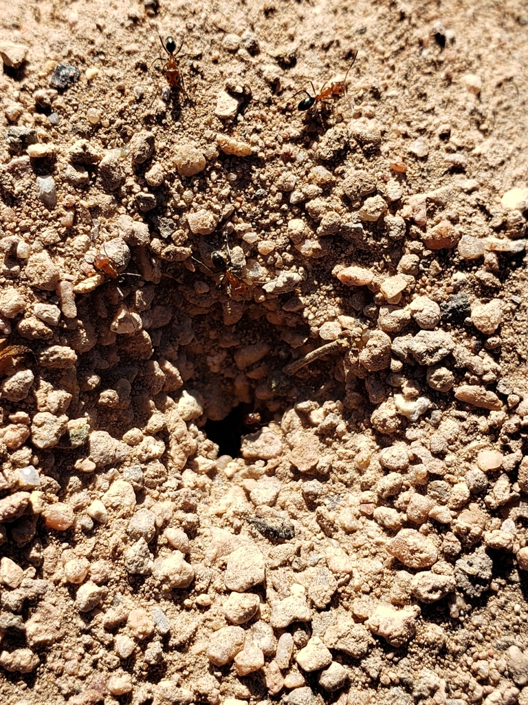 Bicolored Pyramid Ant from Clark County Wetlands Park, Henderson, NV on ...