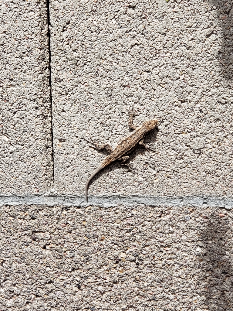 Ornate Tree Lizard in April 2020 by Andrew Hebert · iNaturalist