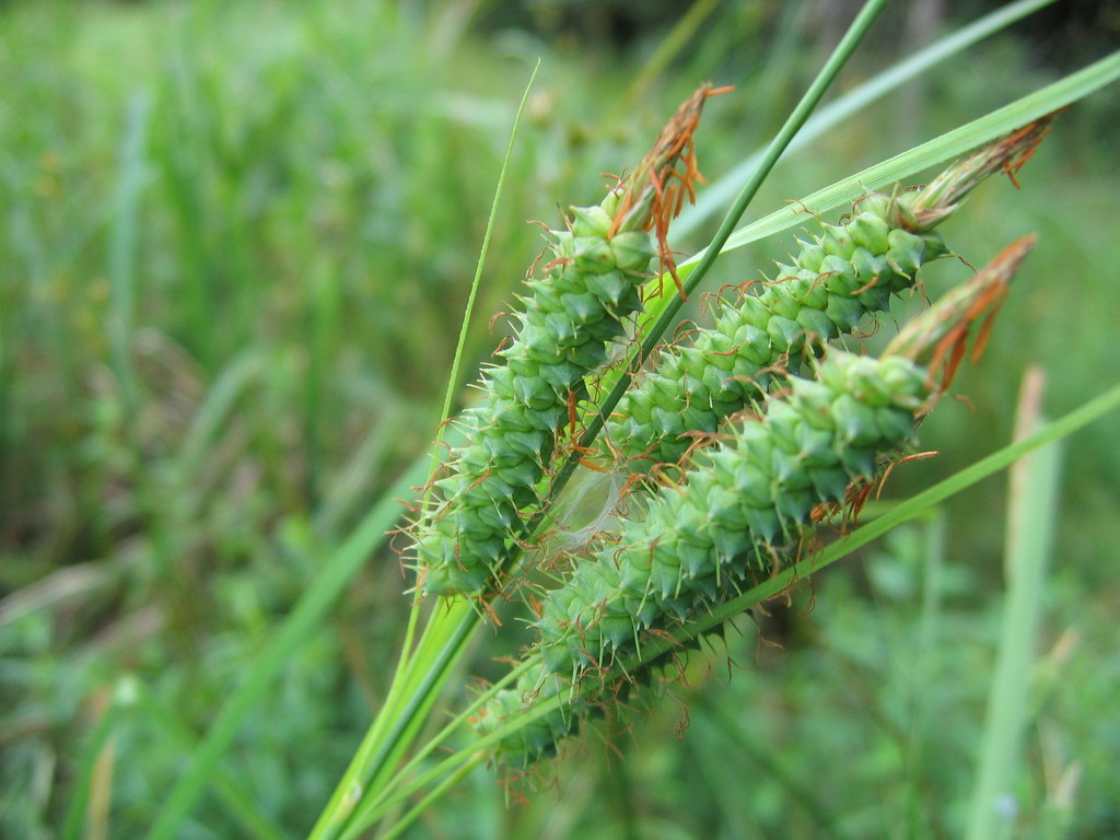Cypress Swamp Sedge (Collier Preserve RSC) · iNaturalist