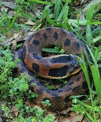 Eastern Hognose Snake from SH-336 Loop, Conroe, TX, US on April 23 ...