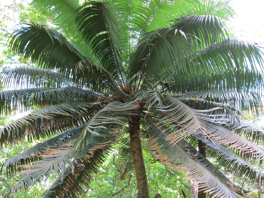 queen sago in April 2012 by Dion Maple · iNaturalist