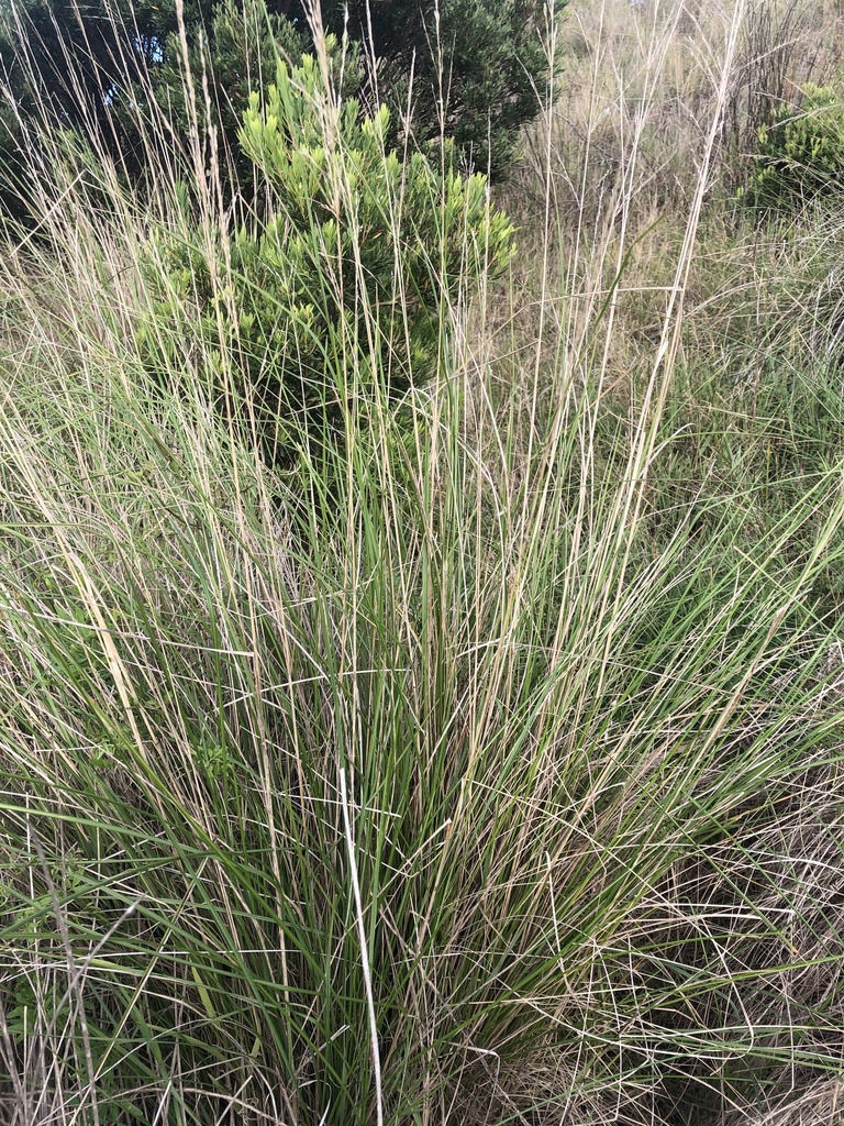 common tussock grass from Barwon Heads Golf Club, Barwon Heads, VIC, AU ...