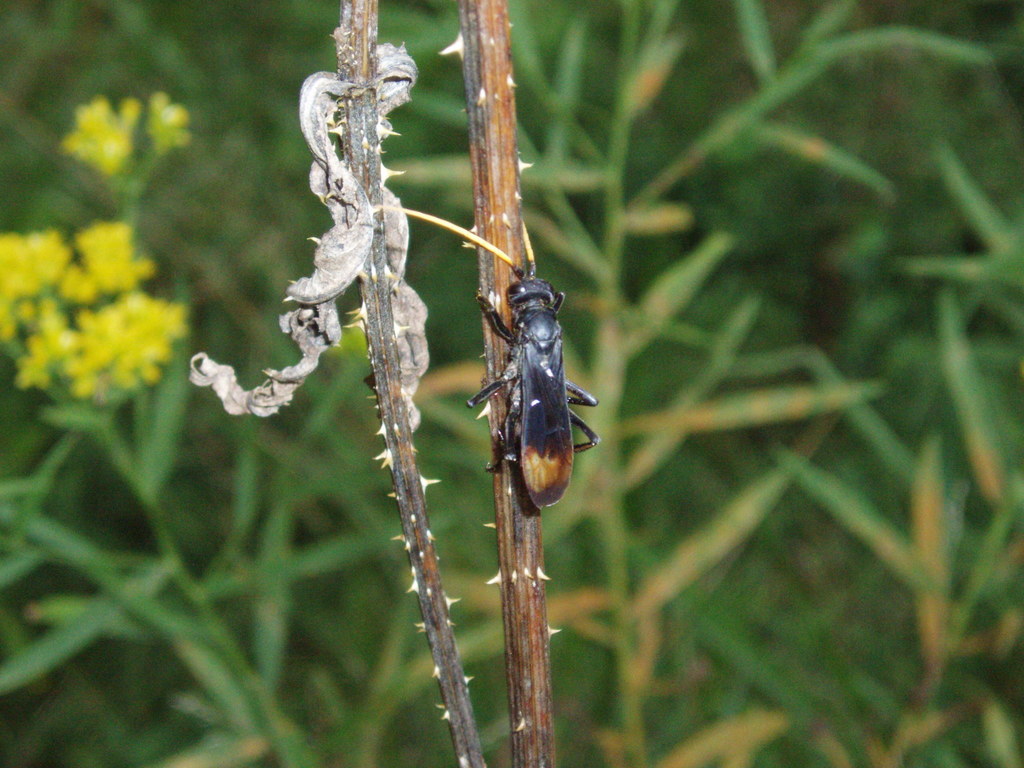 Eastern Tawny-horned Spider Wasp in September 2006 by Summit Metro ...