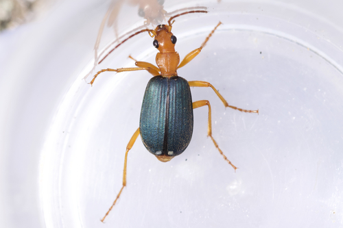 American Bombardier Beetle (Brachinus fumans) · iNaturalist