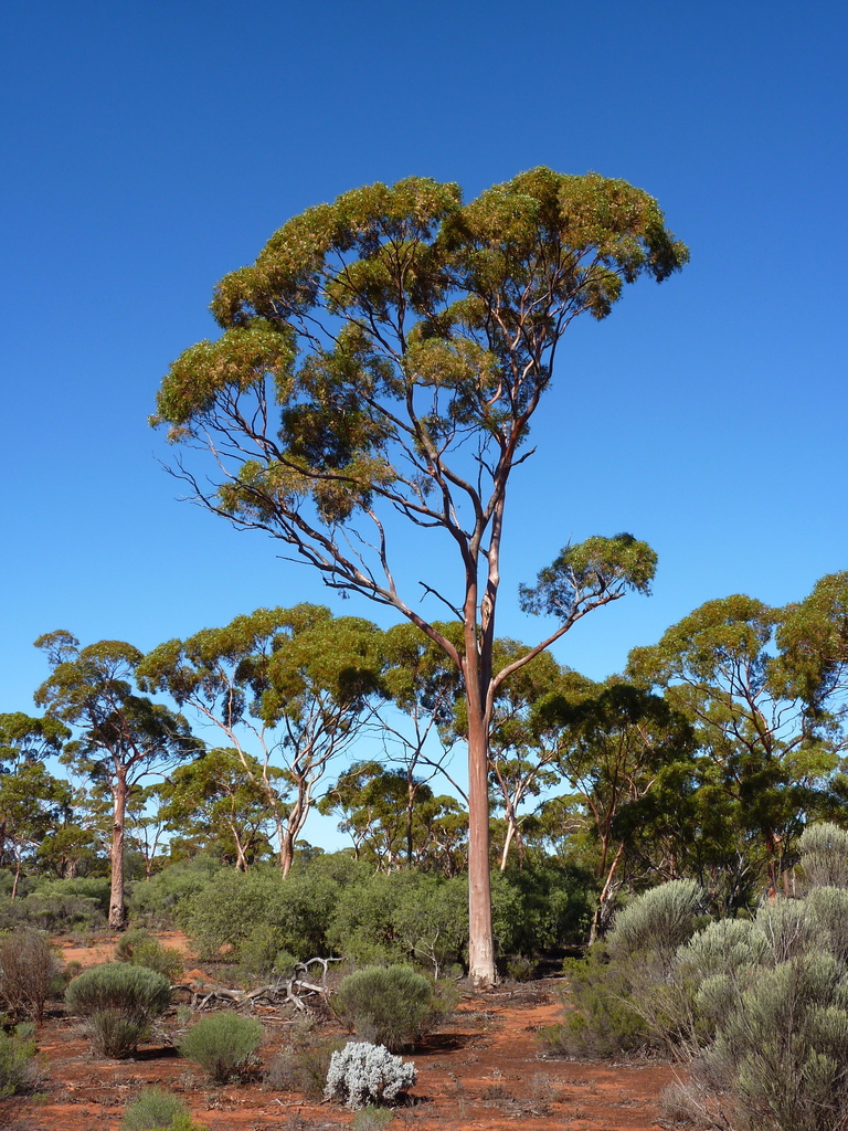 Salmon Gum (Eucalyptus salmonophloia) - Botanical Realm