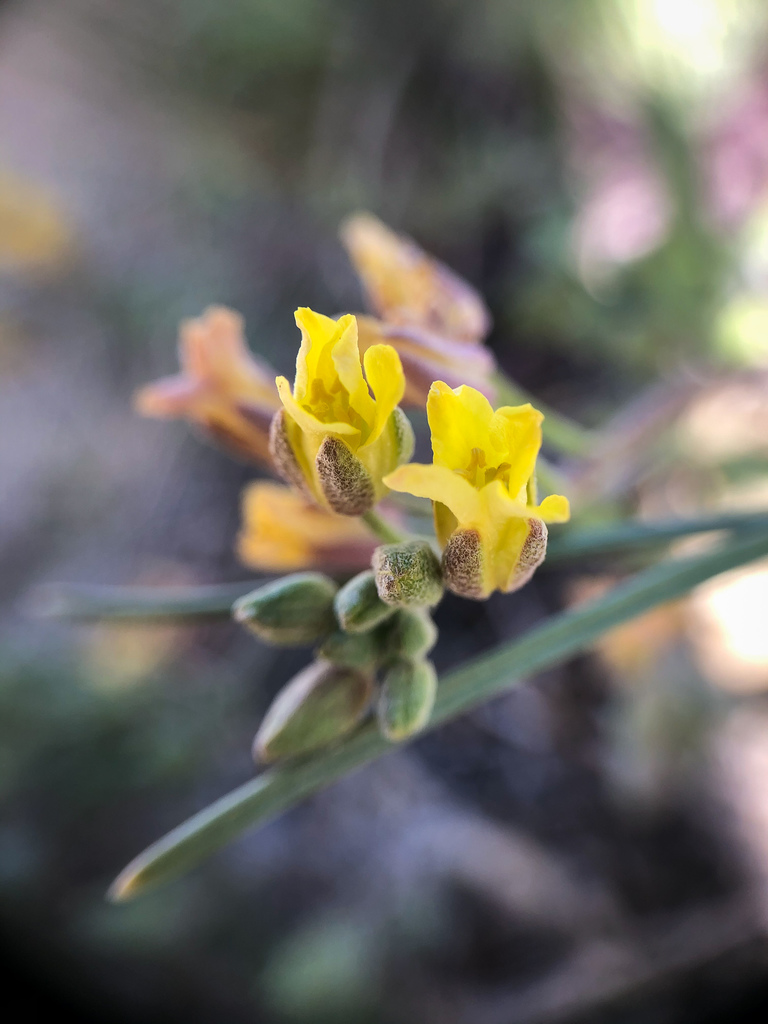 Great Plains Bladderpod from Division No. 2, Alberta, Canada on April ...