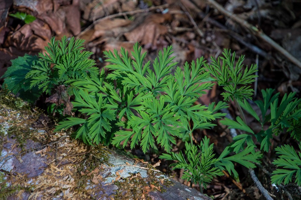 Pacific Bleeding Heart from Black Diamond, WA 98010, USA on April 7 ...
