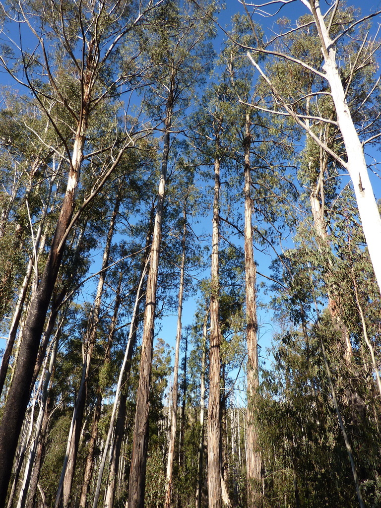 Shining Gum from Rubicon VIC 3712, Australia on October 22, 2018 at 05: ...