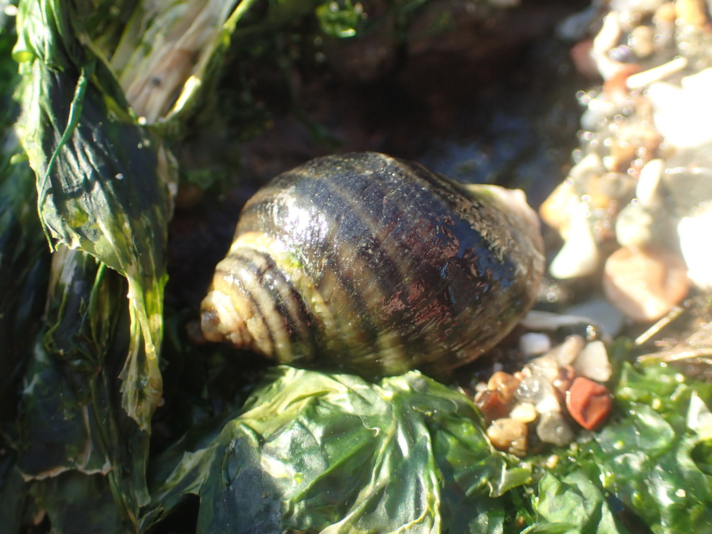 Emarginate Dogwinkle (Multi-Agency Rocky Intertidal Network ) · iNaturalist