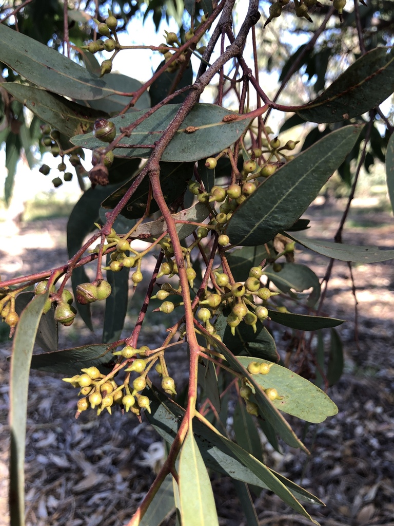 Murray red gum from Glenrana Drive, Indented Head, VIC, AU on April 24 ...