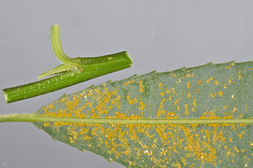 Foto 68325054, (c) Jerry Cooper, algunos derechos reservados (CC BY ...