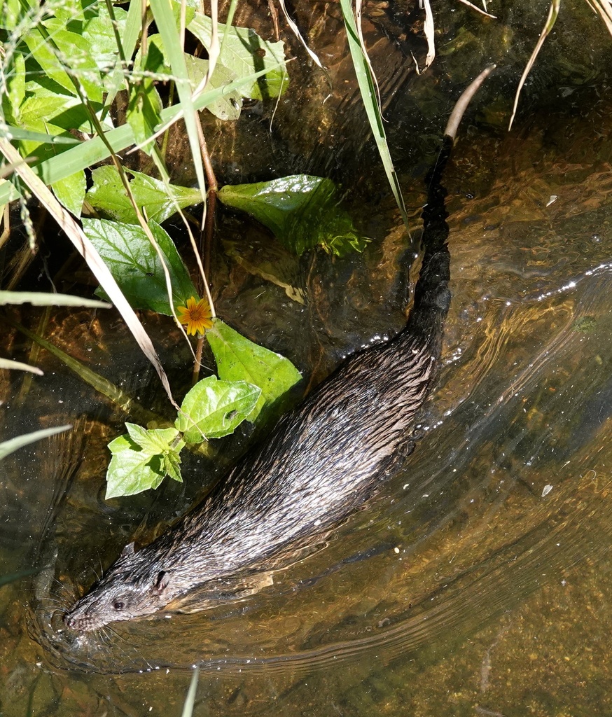 Rakali (Hydromys chrysogaster) - Know Your Mammals