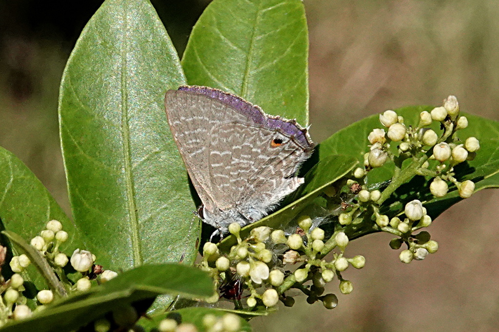 Pale Ciliate-blue from Oxley Common, Brisbane QLD, Australia on April ...