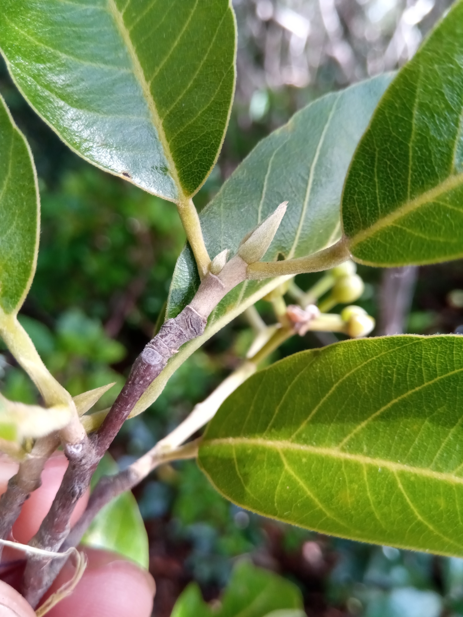Sphaerosepalaceae