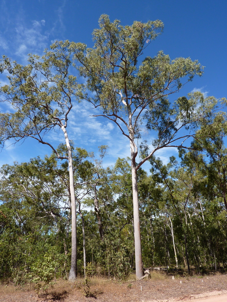 Darwin stringybark (Eucalyptus tetrodonta) - Botanical Realm