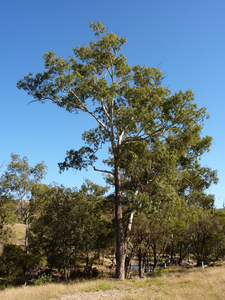 Black ironbox from Eungella Dam QLD 4757, Australia on June 22, 2011 at ...