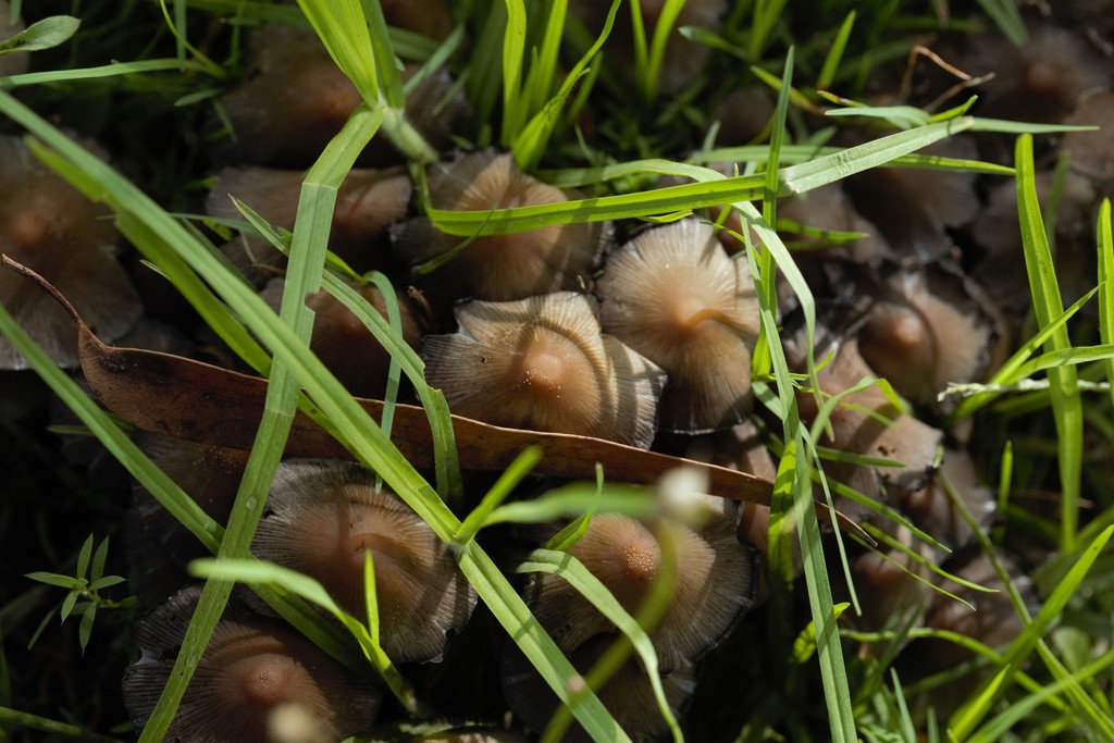 Psathyrellaceae from Sydney NSW, Australia on April 24, 2020 at 10:15 ...