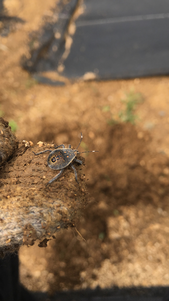 Yellow-spotted Stink Bug in April 2020 by az5566123 · iNaturalist