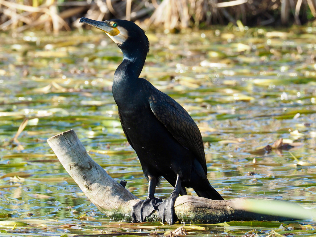 Great Cormorant from Leopold VIC 3224, Australia on April 24, 2020 at ...