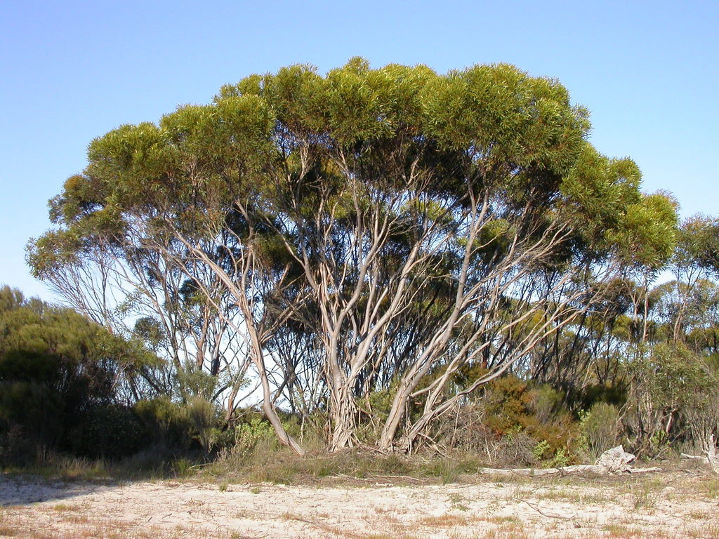 (Eucalyptus captiosa) - Botanical Realm
