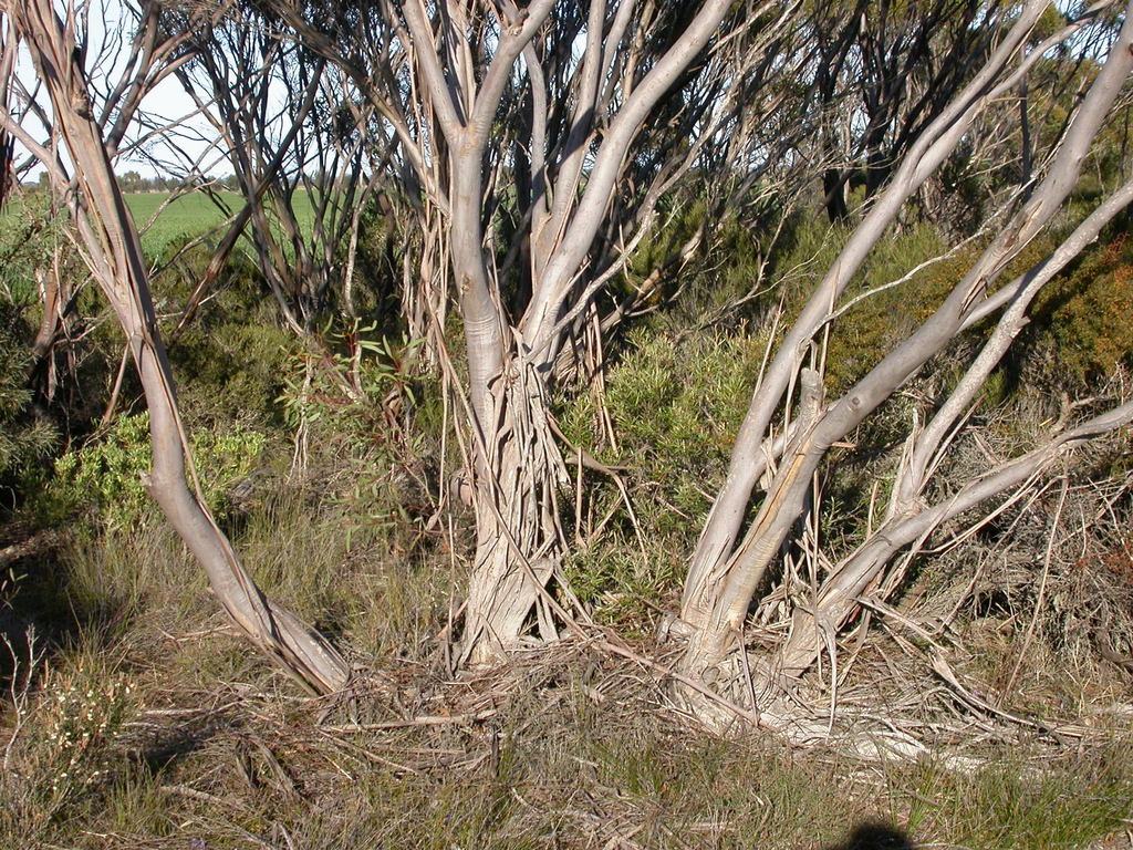(Eucalyptus captiosa) - Botanical Realm