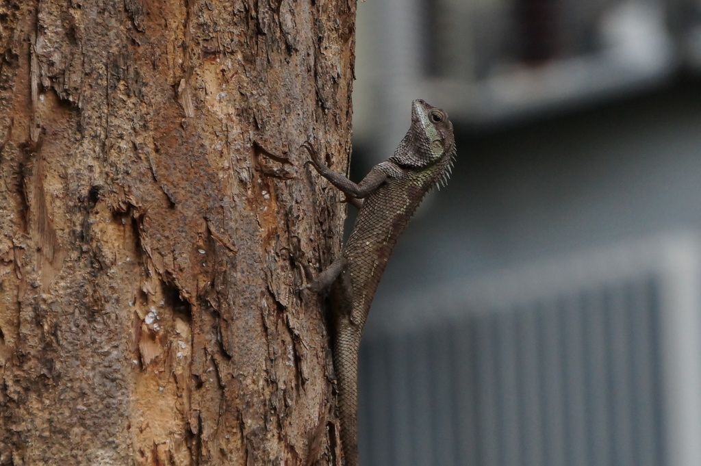 Siamese Blue Crested Lizard from Чатучак, Бангкок, Таиланд on November ...