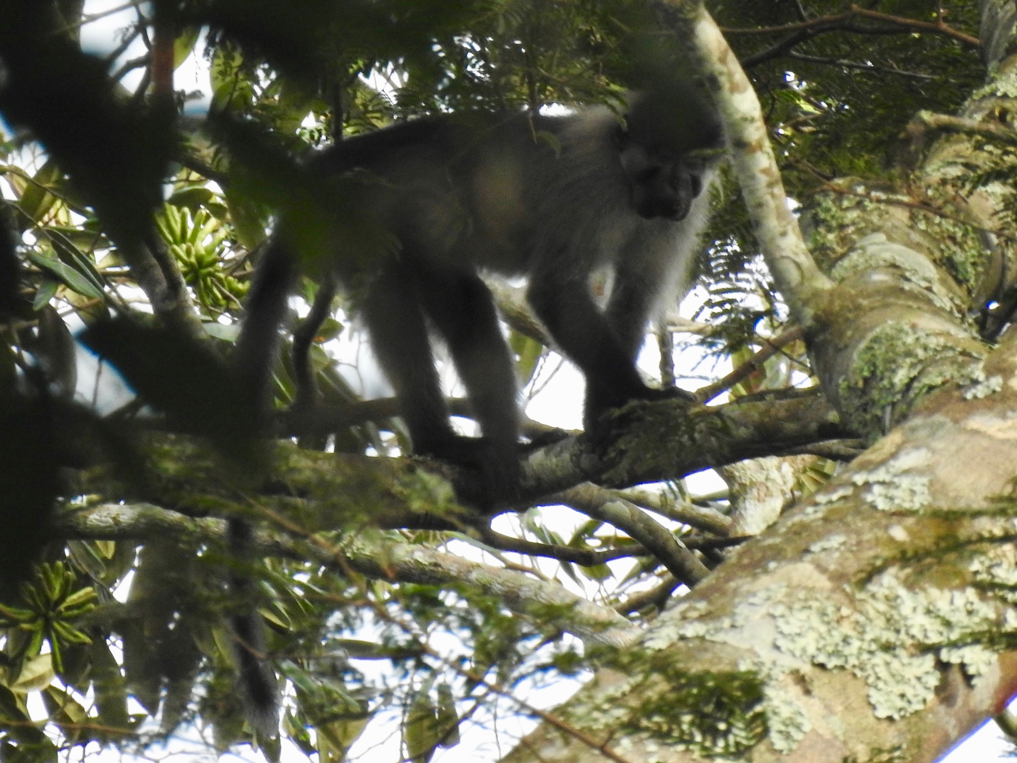 Cercocebus agilis A.Milne-Edwards, 1886