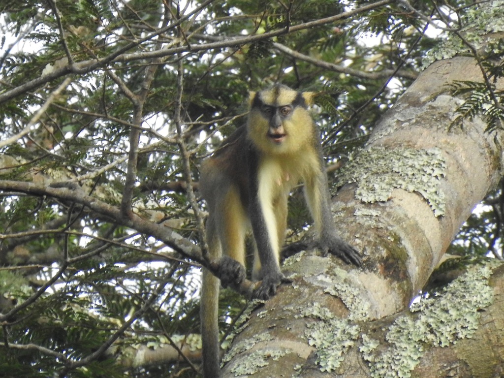 Crowned Monkey in April 2020 by Dérozier Violette · iNaturalist