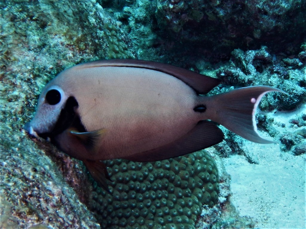 Mimic Surgeonfish (Acanthurus tristis) - Marine Life Identification