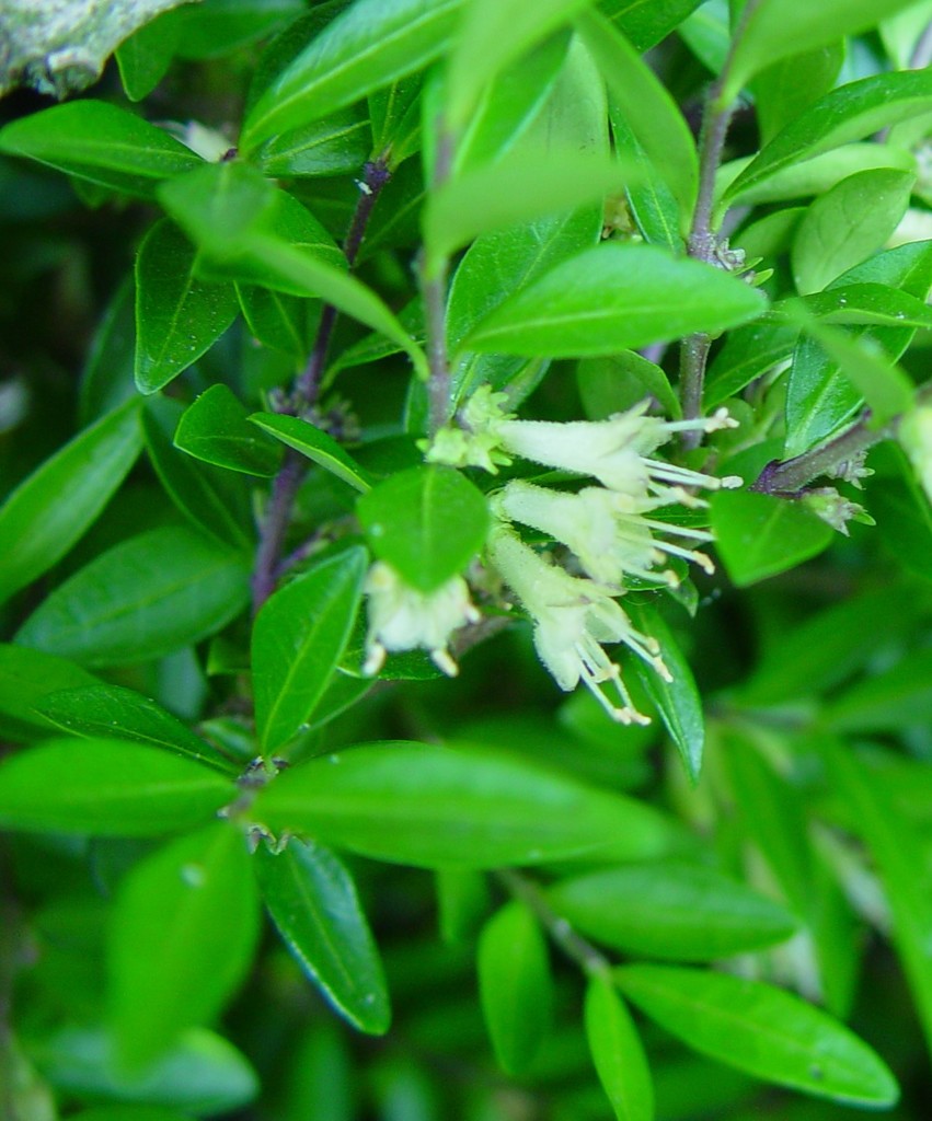 Box-leaved Honeysuckle (Lonicera ligustrina pileata) - Botanical Realm