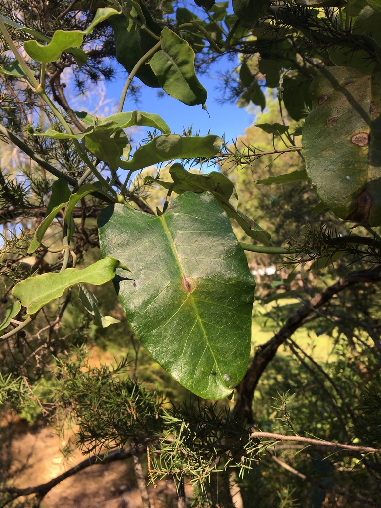 Marsdenia from Sydney NSW, Australia on April 24, 2020 at 11:20 AM by ...