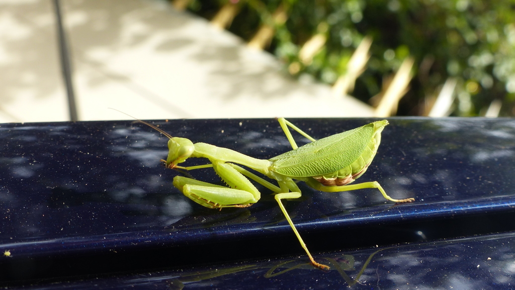 South African Mantis in April 2020 by Linda Hibbin · iNaturalist