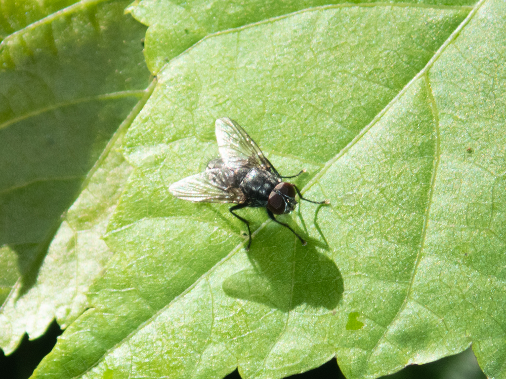 Muscina from Sumava, CZ-CK-PT, Krkono?ský národní park, CZ-CK, CZ on ...