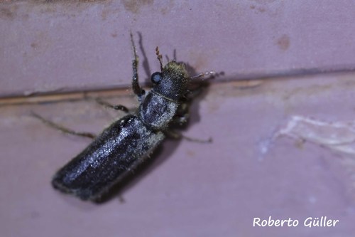 Melalgus gracilipes · iNaturalist