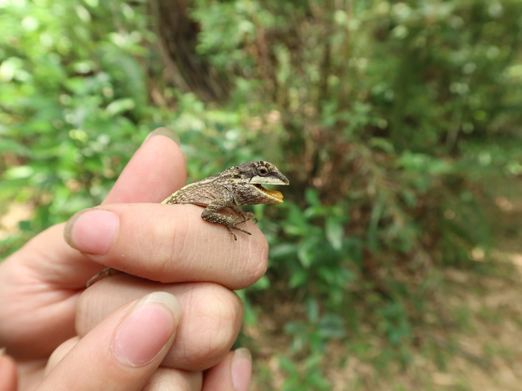 Diploderma polygonatum xanthostomum in April 2020 by sc80923 · iNaturalist