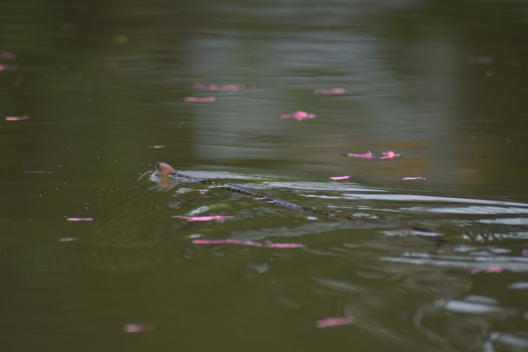 10 Facts About The Checkered Keelback (India) – Snake Radar