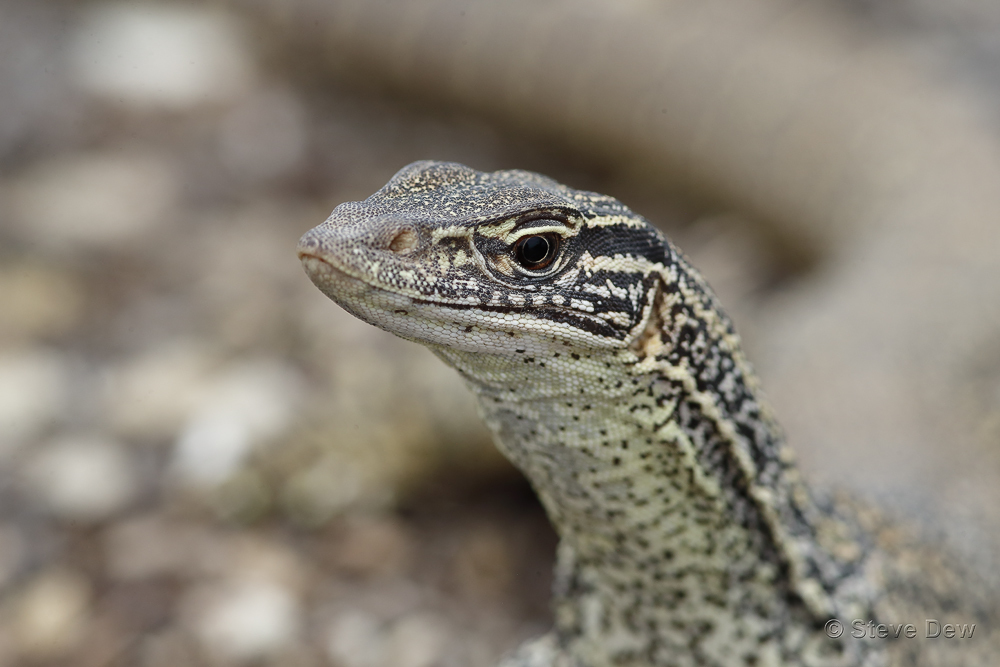 Sand Goanna from Carnarvon, Western Australia, Australia on November 17 ...
