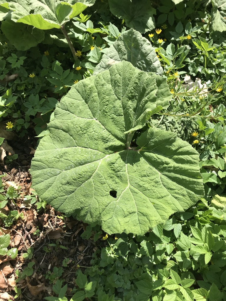 Common Butterbur from Sjælland, Nærum, Hovedstaden, DK on April 24 ...