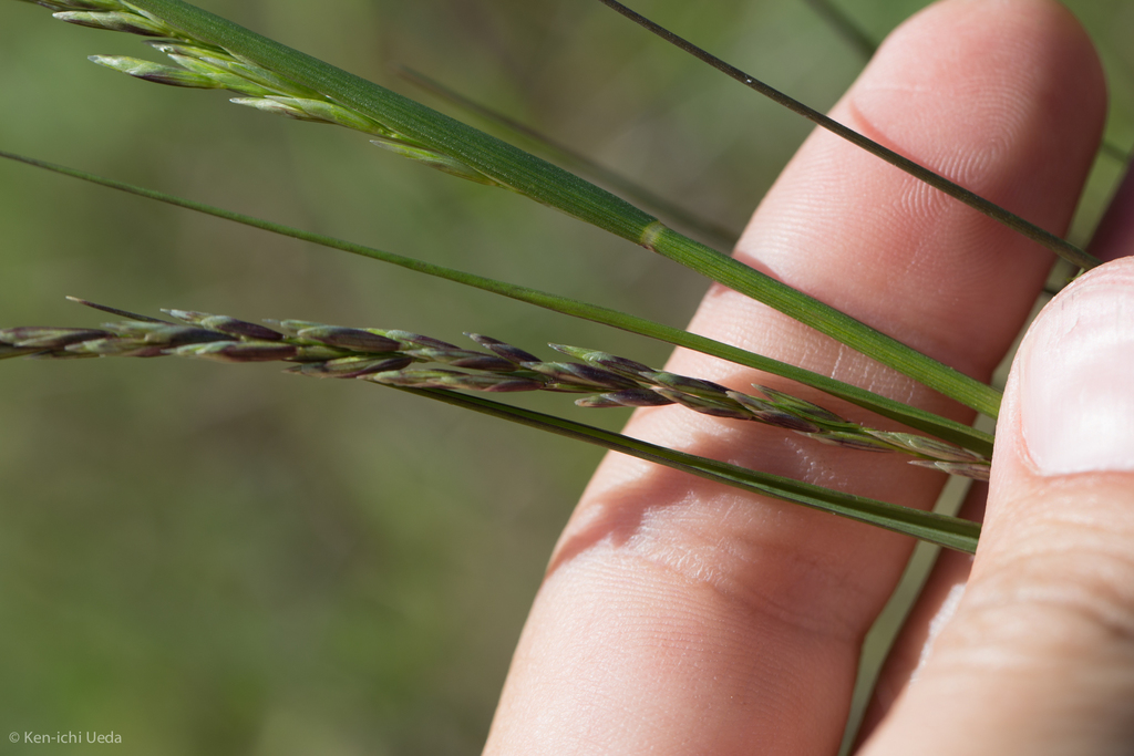 California melic (Melica californica) - Botanical Realm