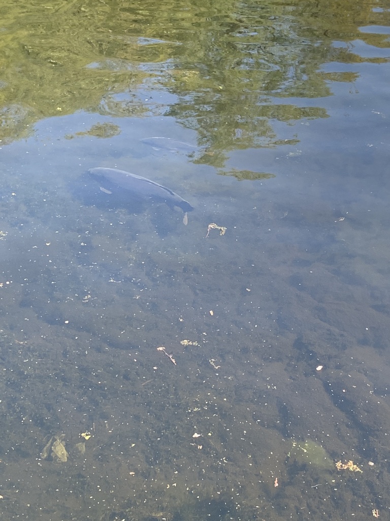 European Carp from Great Britain, Manchester, England, GB on April 24 ...