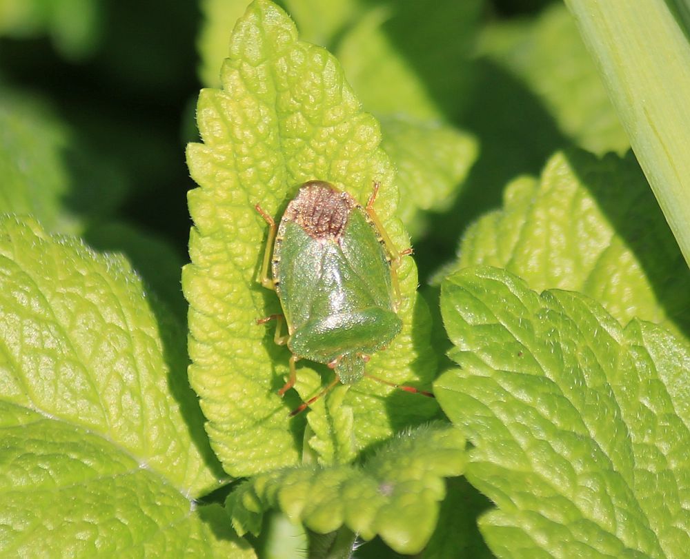 Green Shield Bug from Netherton, Dudley on April 24, 2020 at 10:16 AM ...