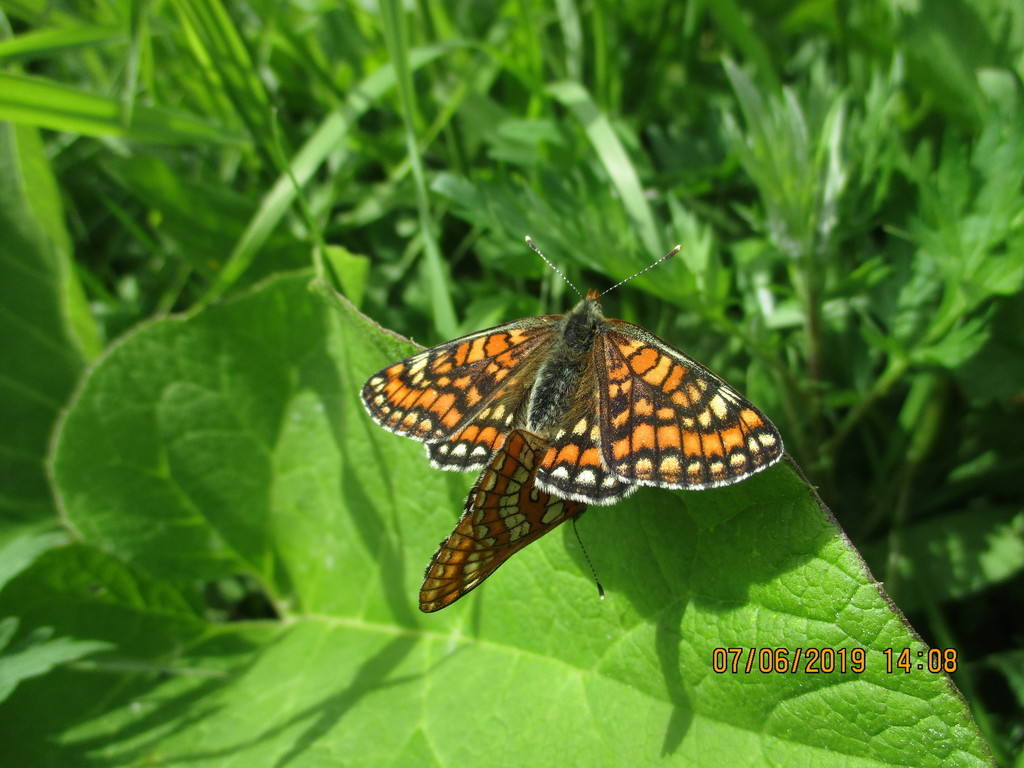 Scarce Fritillary from Глазовский р-н, республика Удмуртия, Россия on ...