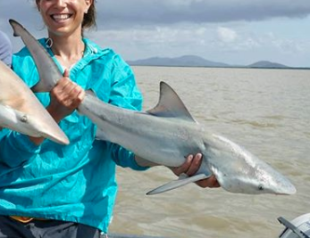 Carcharhinus cautus (Whitley, 1945)