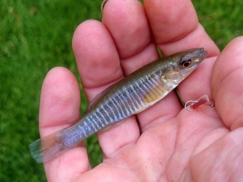 Banded Killifish (Fundulus diaphanus) - Marine Life Identification