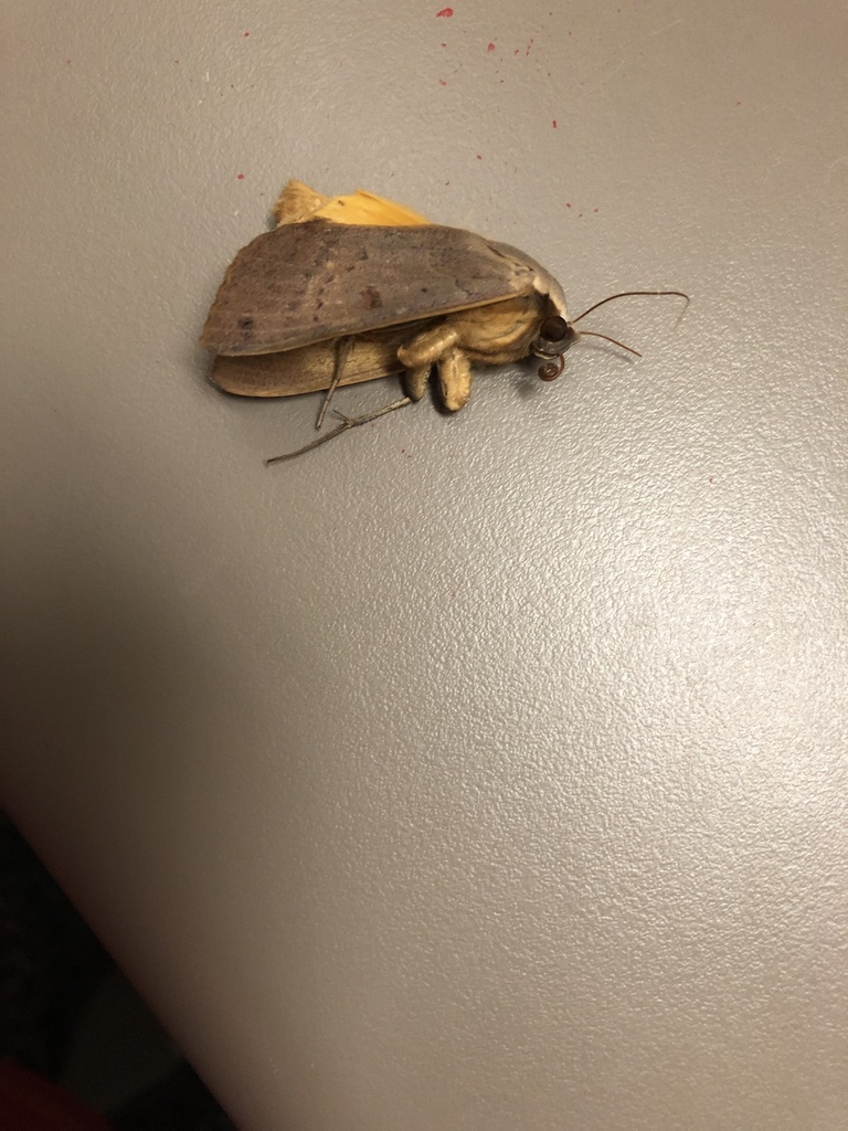 Guava Moth from Hawthorne Street, New Farm, QLD, AU on April 24, 2020 ...