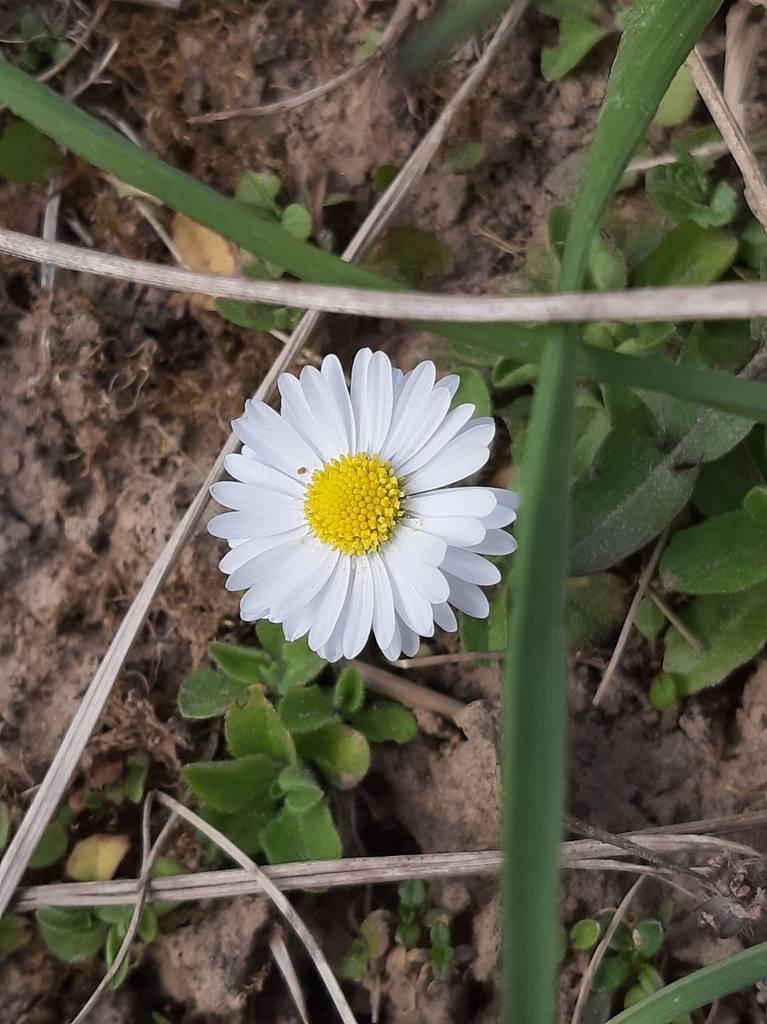 common daisy from Курчатова, Минск, Беларусь on April 24, 2020 at 02:22 ...