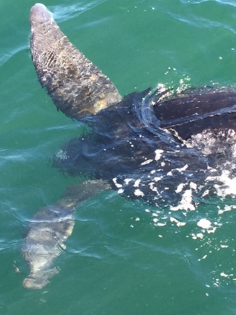 Leatherback Sea Turtles (Dermochelyidae) - Marine Life Identification