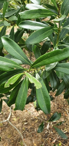 Knysna Dune Guarri (Subspecies Euclea racemosa bernardii) · iNaturalist